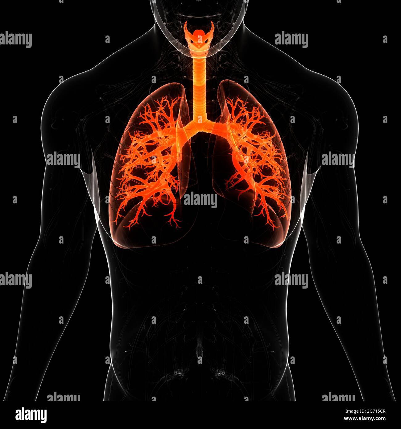 Human Respiratory System Lungs Anatomy Stock Photo - Alamy
