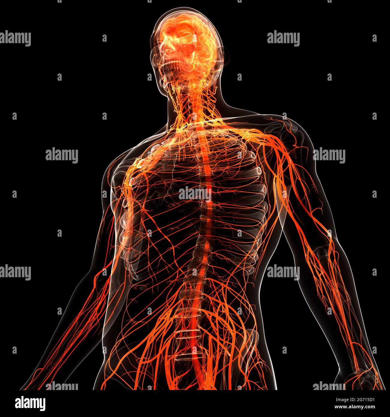Central Organ of Human Nervous System Brain Anatomy Stock Photo - Alamy