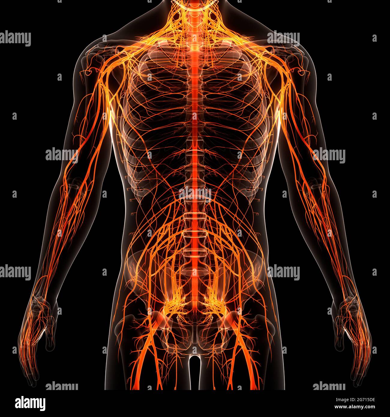 Central Organ of Human Nervous System Brain Anatomy Stock Photo - Alamy