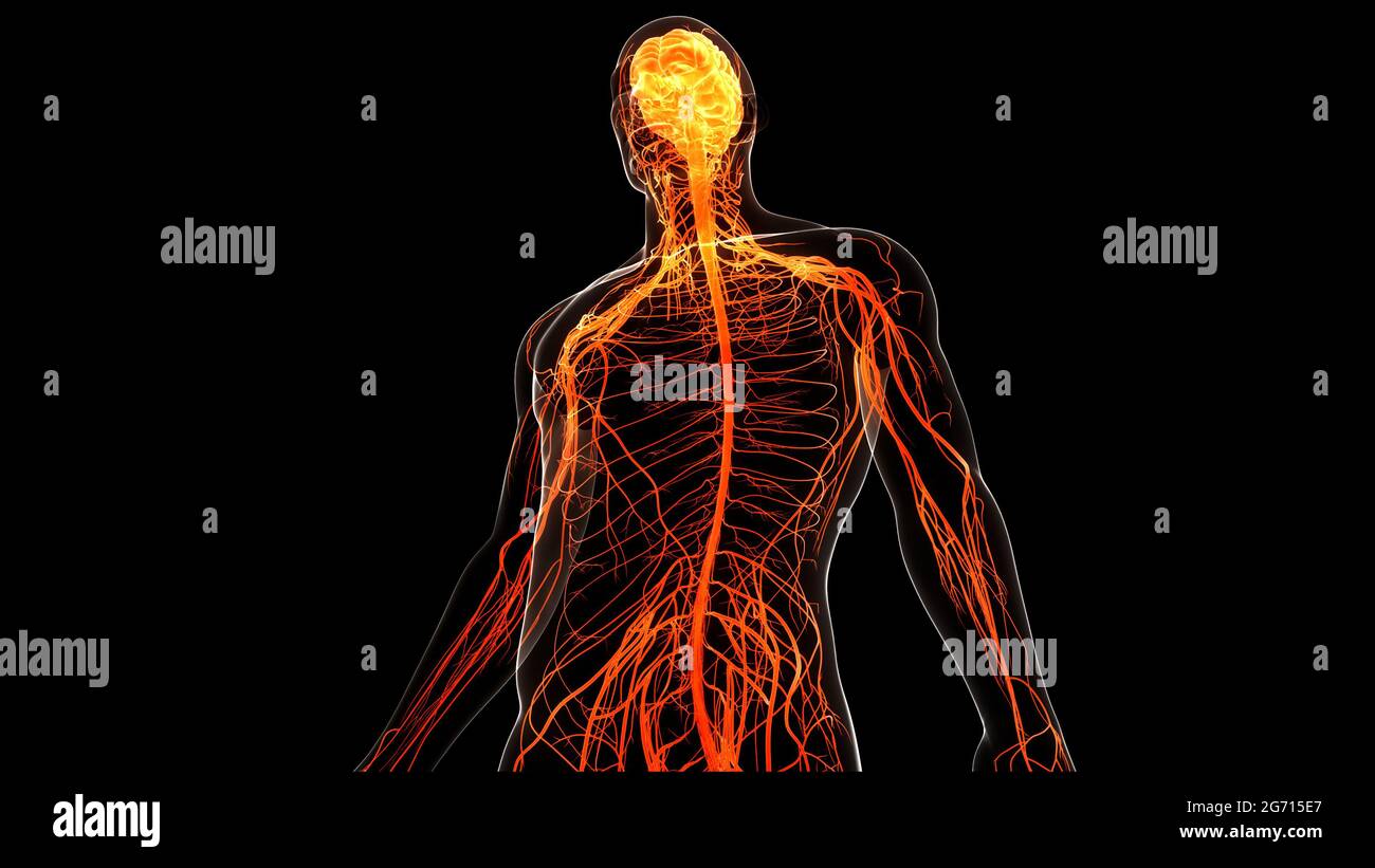 Central Organ of Human Nervous System Brain Anatomy Stock Photo - Alamy