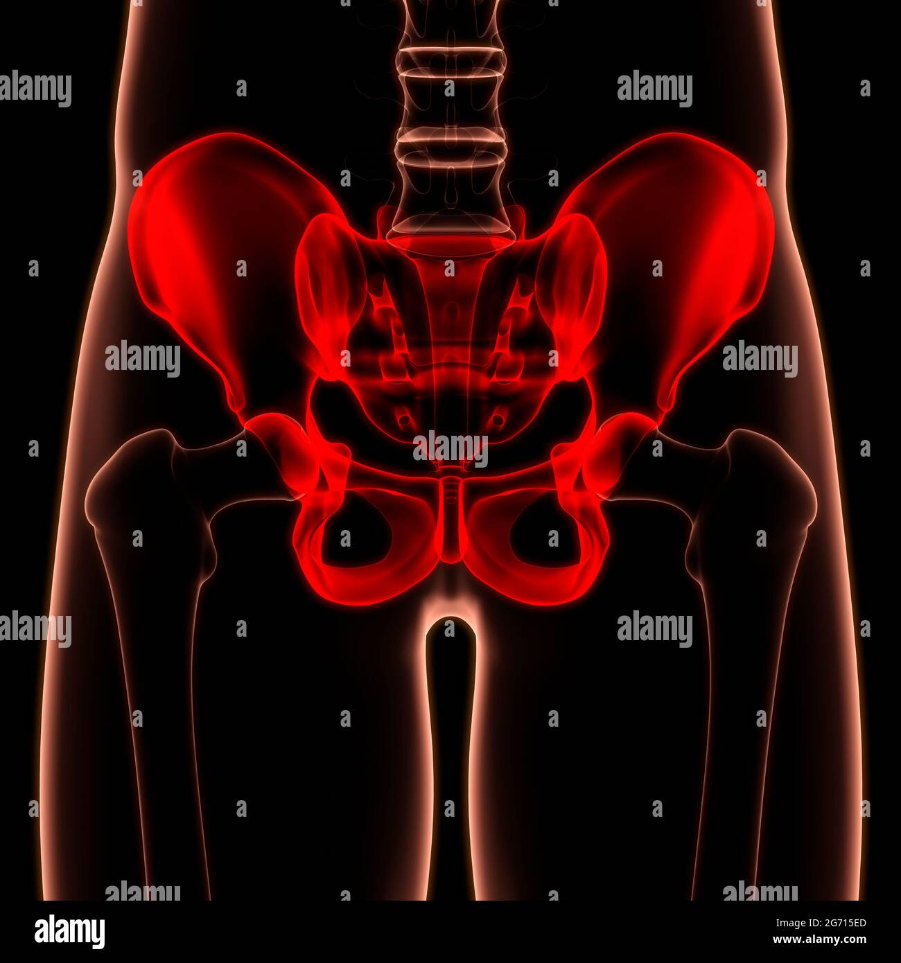 Human pelvic girdle hi-res stock photography and images - Alamy