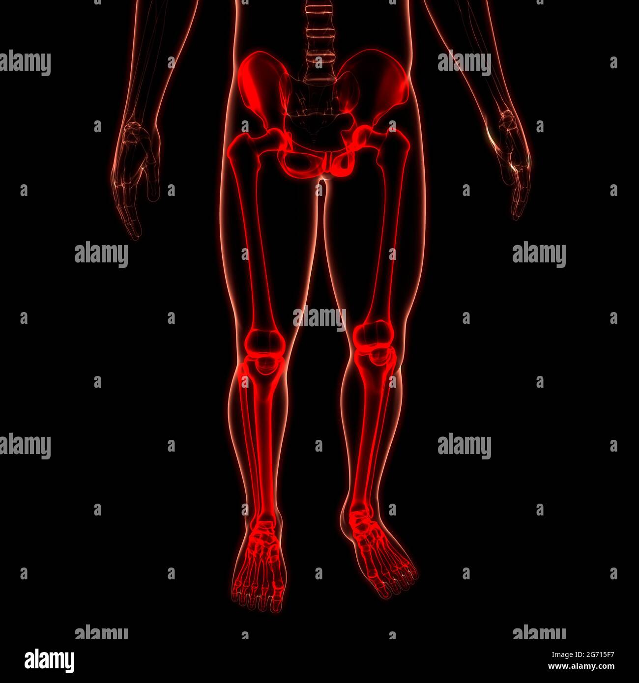 Human Skeleton System Lower Limbs Bone Joints Anatomy Stock Photo - Alamy