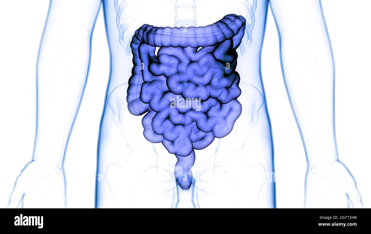 Human Digestive System Large and Small Intestine Anatomy Stock Photo ...