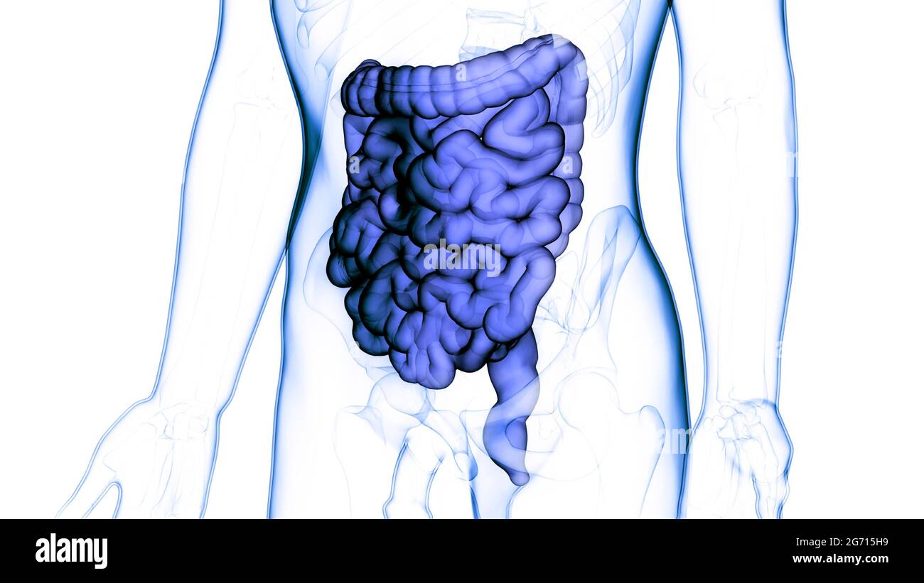 Human Digestive System Large and Small Intestine Anatomy Stock Photo ...