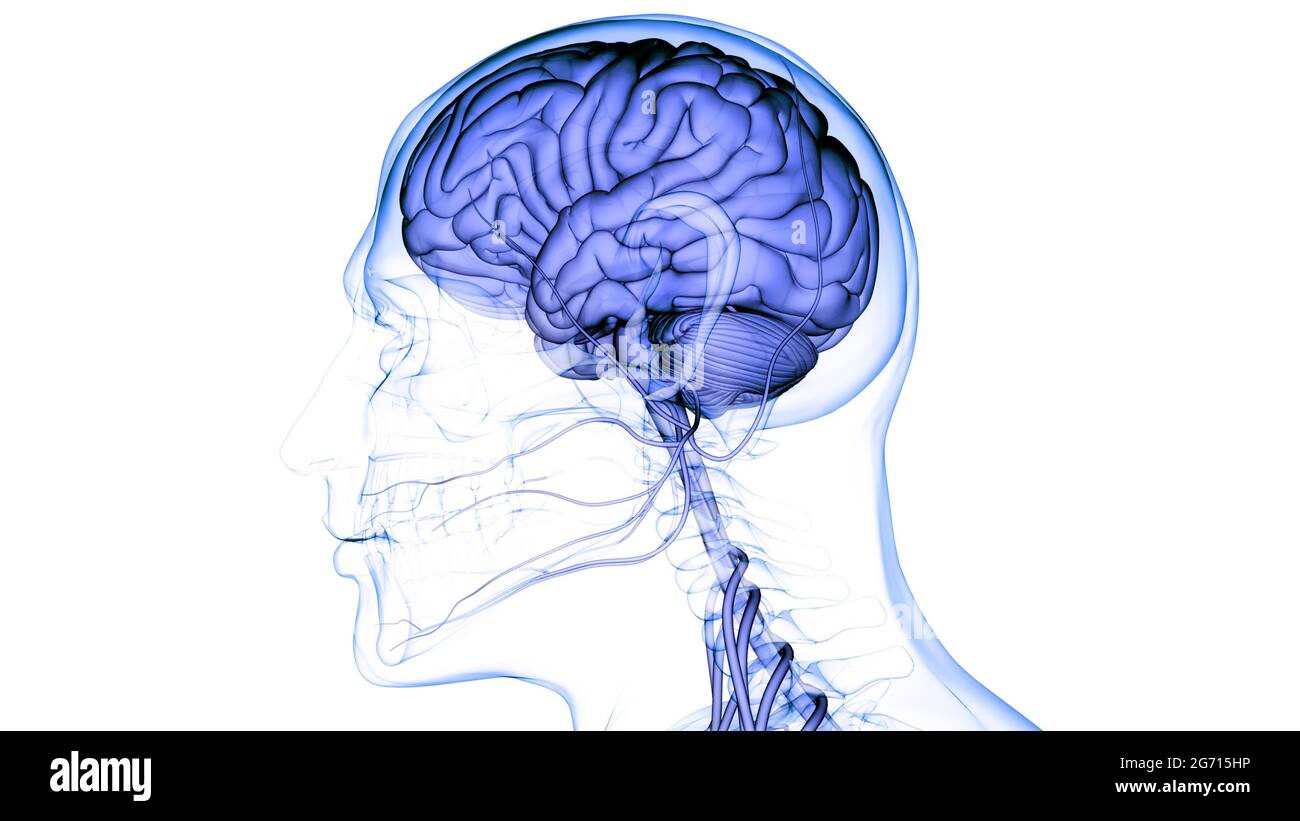 Central Organ of Human Nervous System Brain Anatomy Stock Photo - Alamy