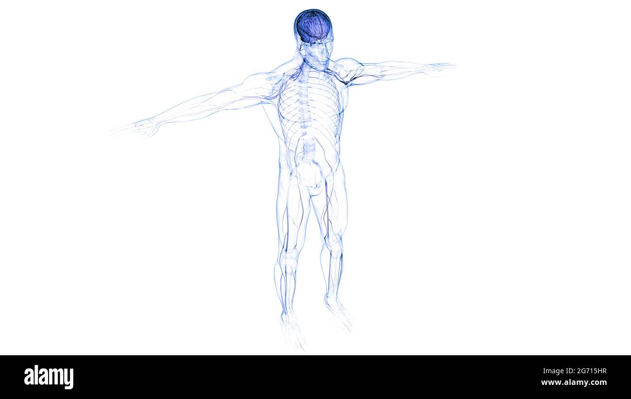 Central Organ of Human Nervous System Brain Anatomy Stock Photo - Alamy