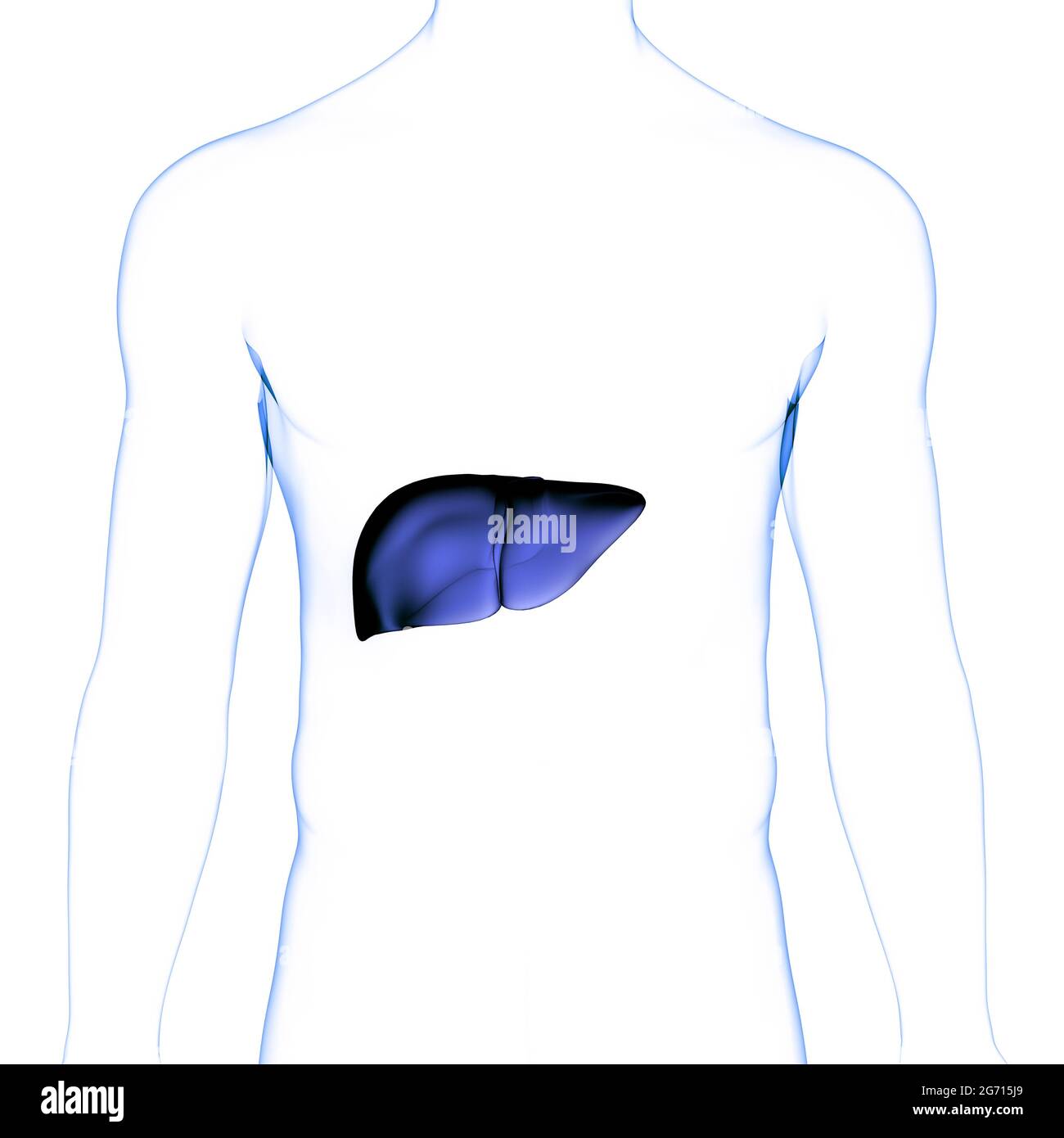 Human Internal Digestive Organ Liver Anatomy Stock Photo - Alamy