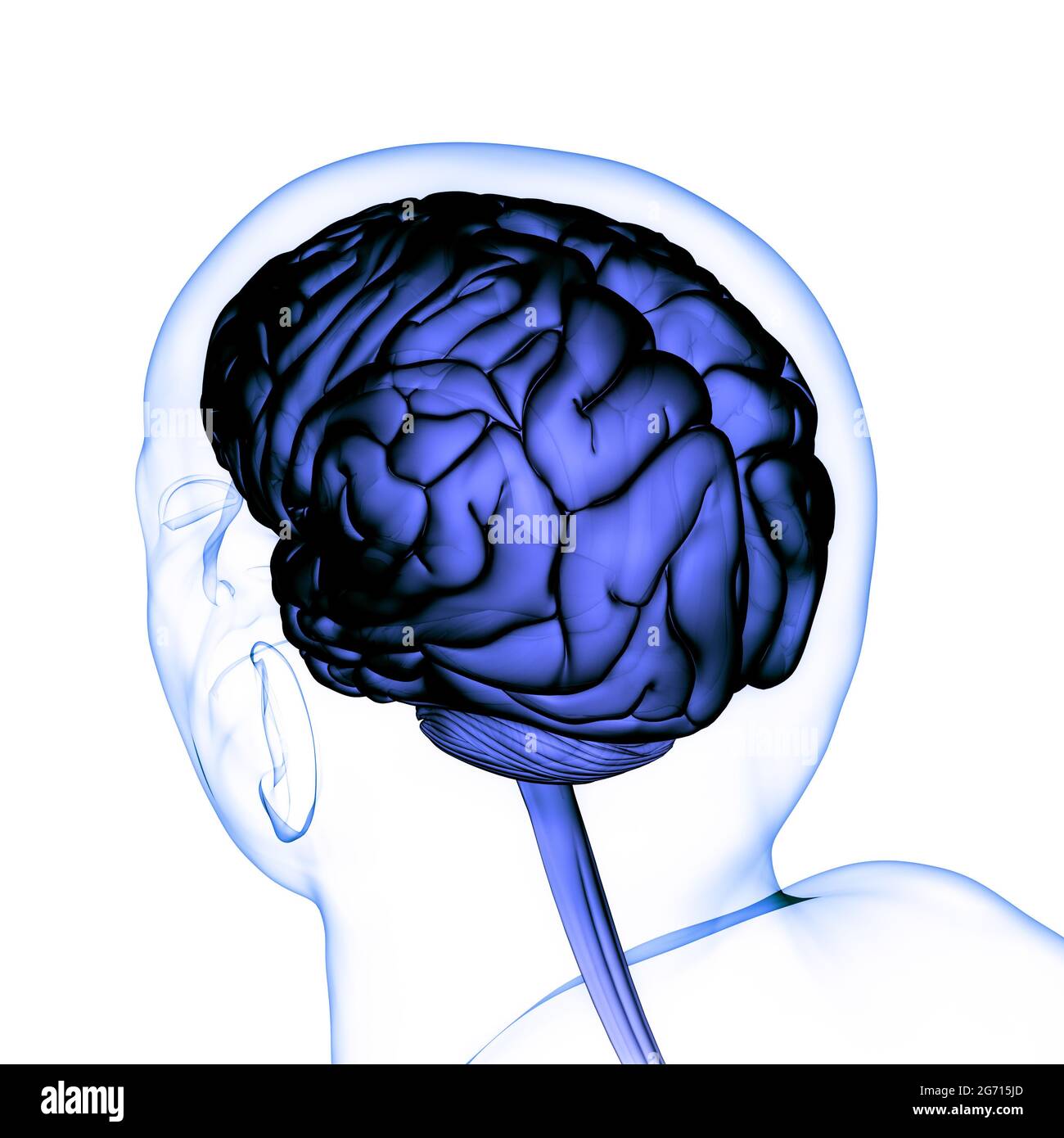 Central Organ of Human Nervous System Brain Anatomy Stock Photo - Alamy