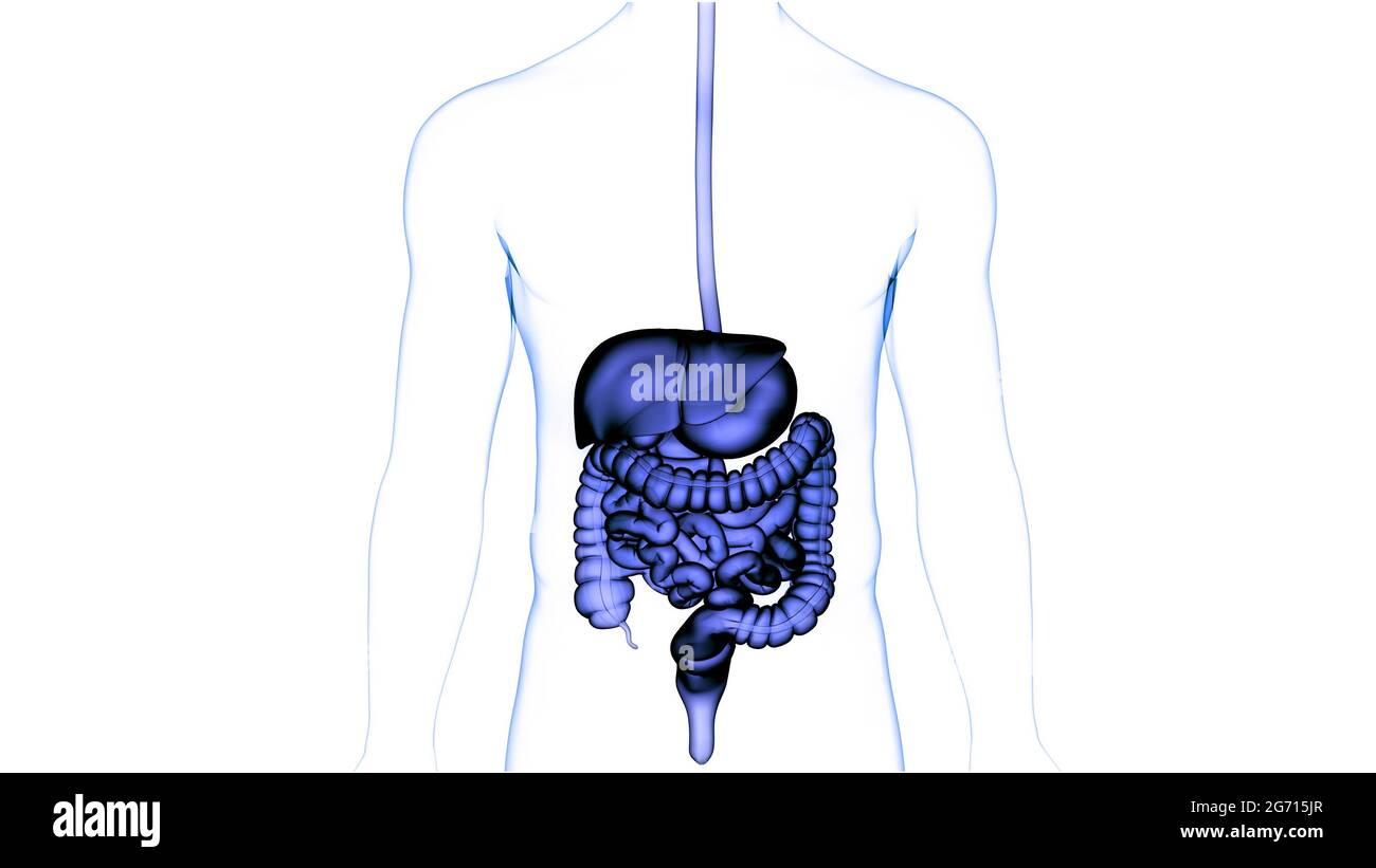 Appendix x Cut Out Stock Images & Pictures - Alamy