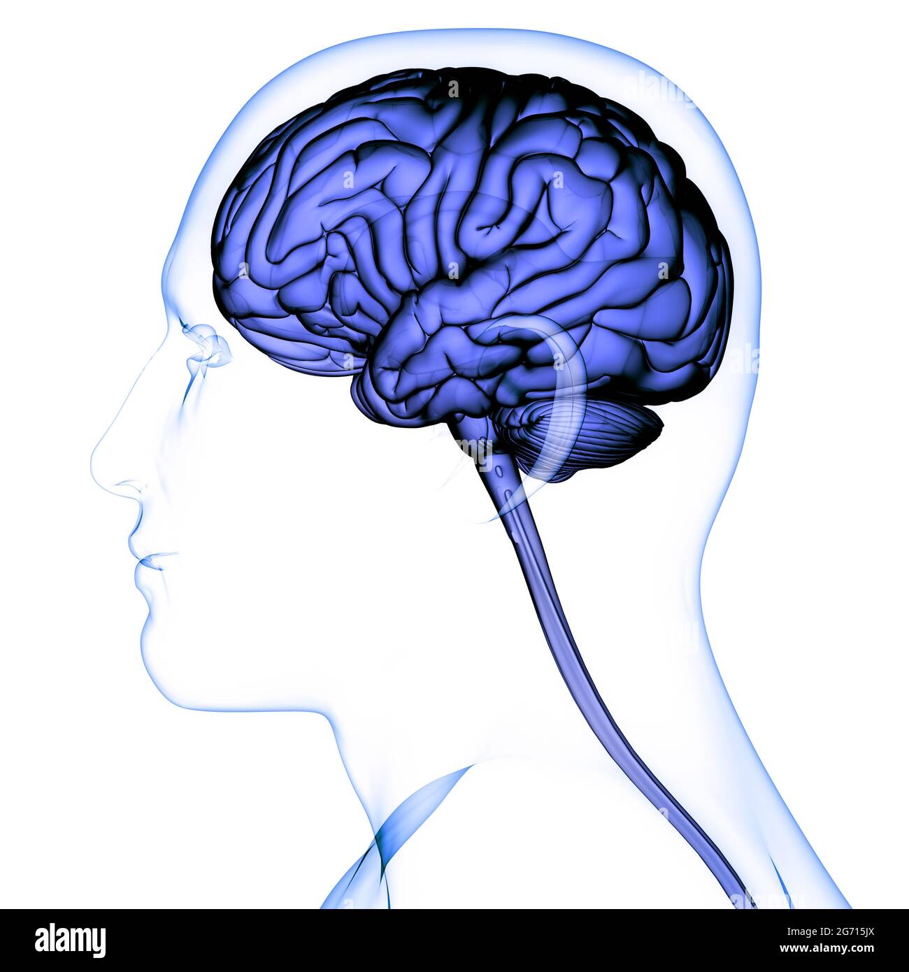Central Organ of Human Nervous System Brain Anatomy Stock Photo - Alamy