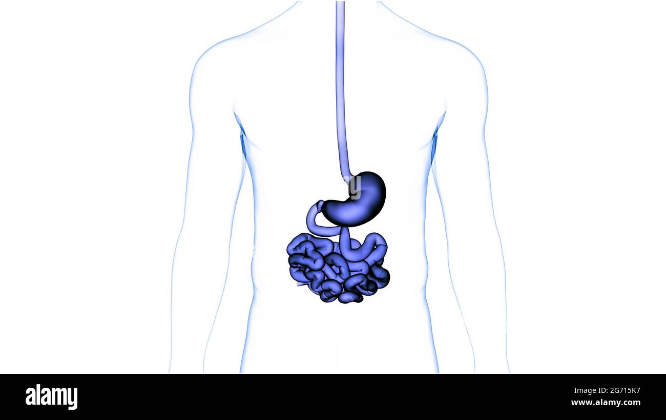 Human Digestive System Stomach with Small Intestine Anatomy Stock Photo ...