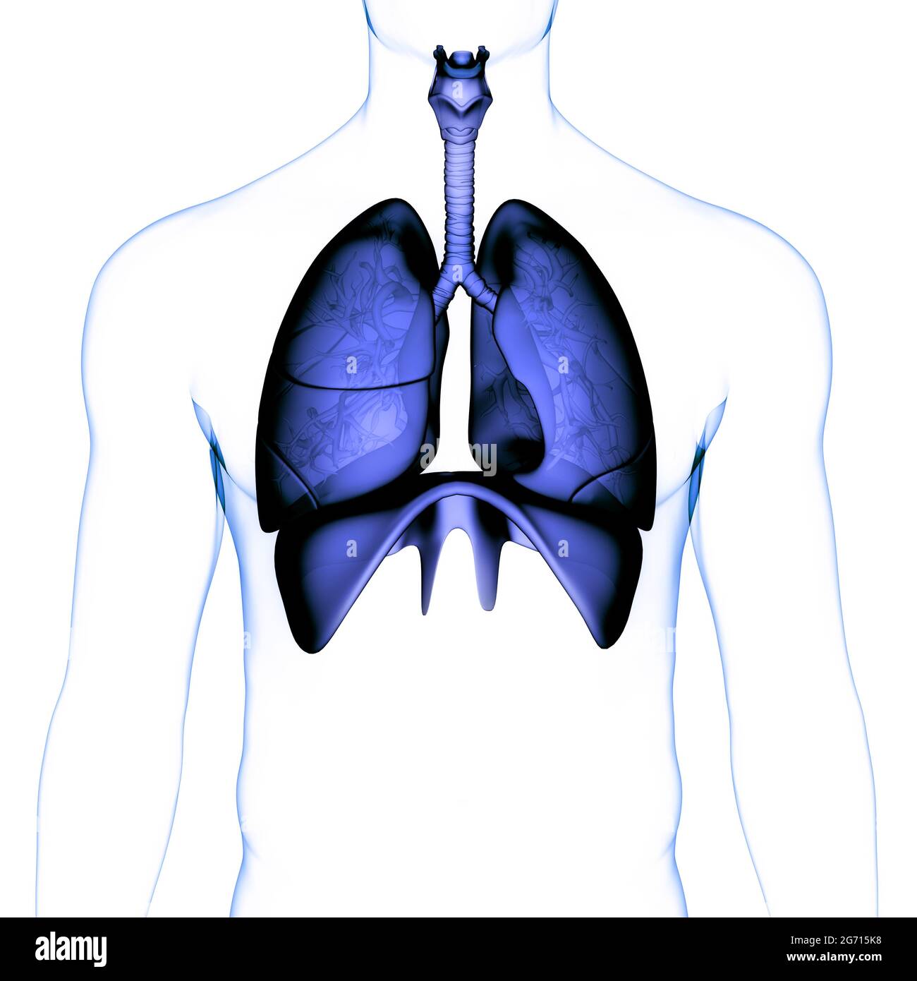 Human Respiratory System Lungs Anatomy Stock Photo - Alamy