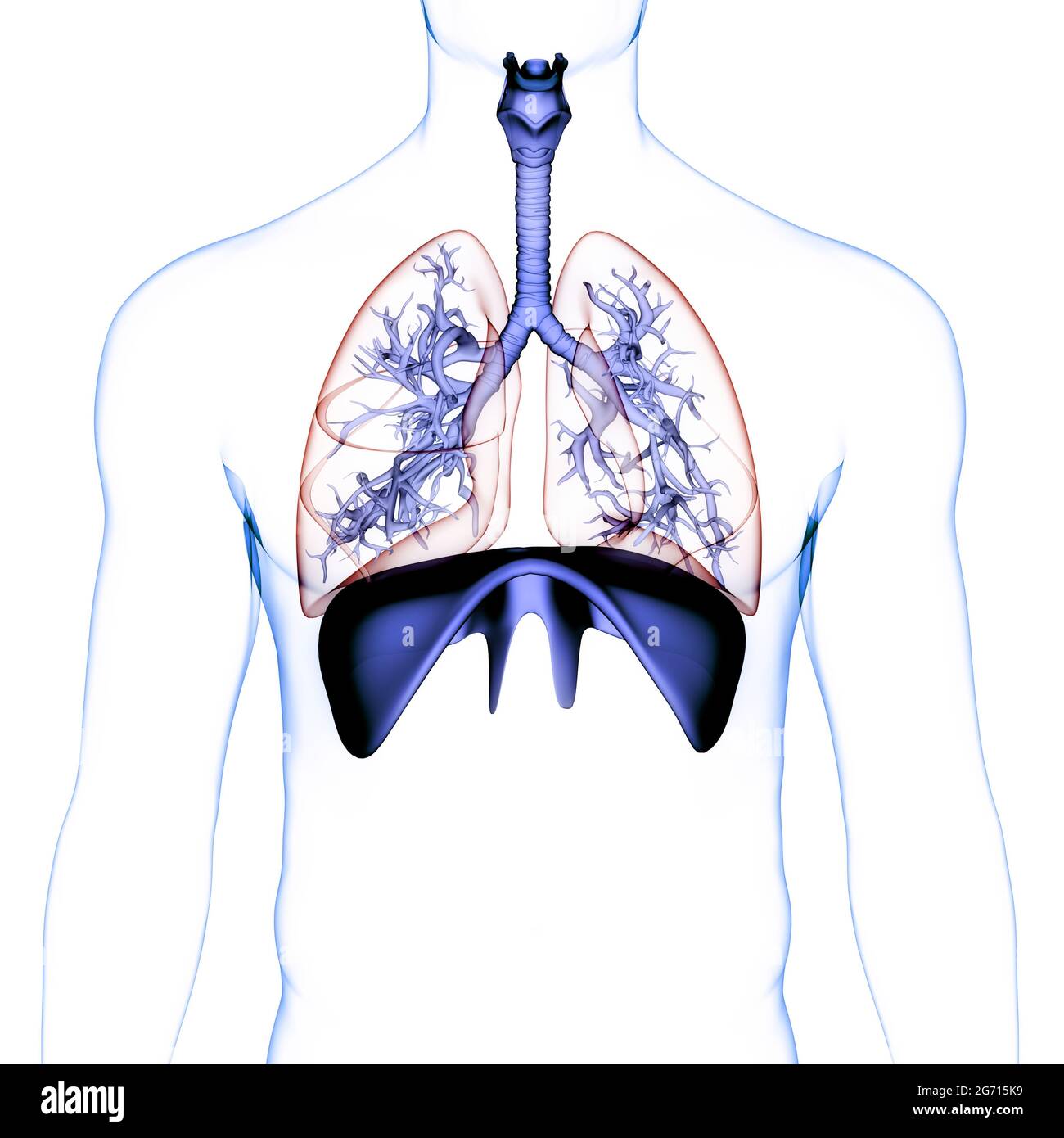Human Respiratory System Lungs Anatomy Stock Photo - Alamy