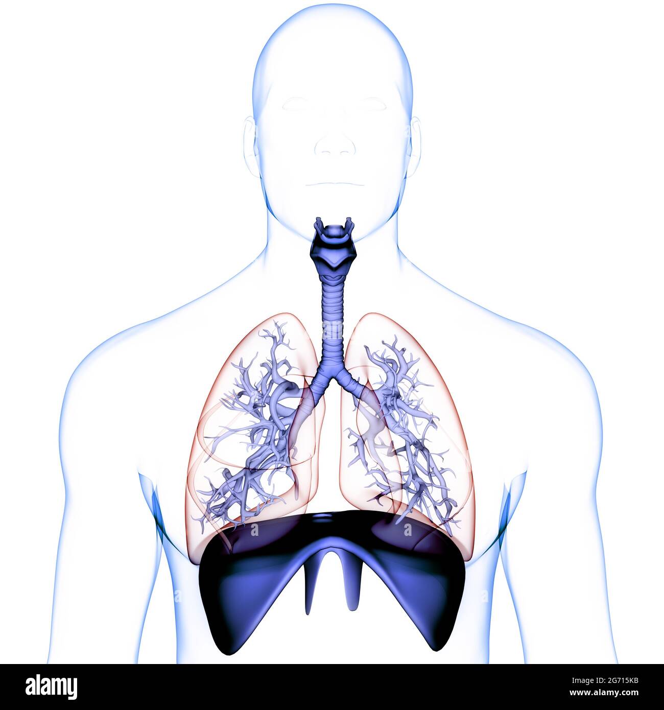 Human Respiratory System Lungs Anatomy Stock Photo - Alamy