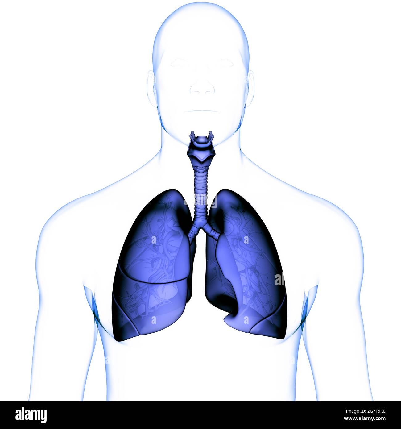 Human Respiratory System Lungs Anatomy Stock Photo - Alamy