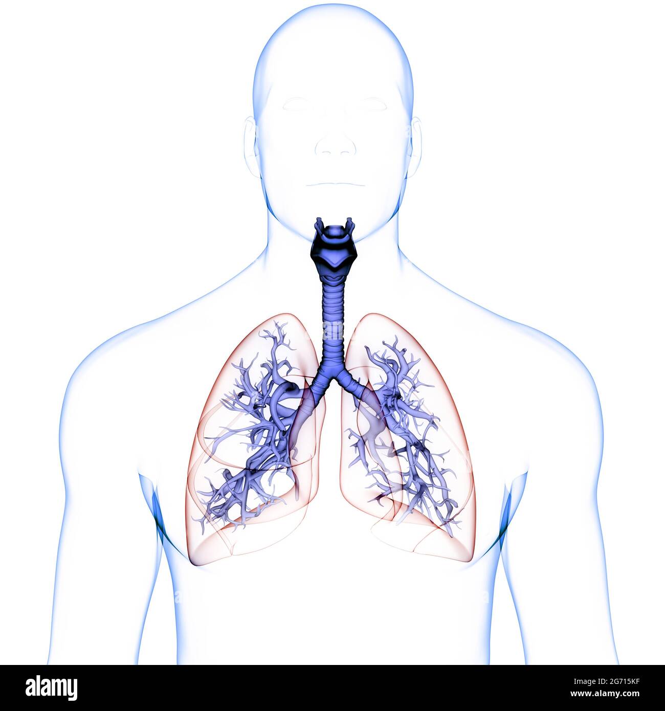 Human Respiratory System Lungs Anatomy Stock Photo - Alamy