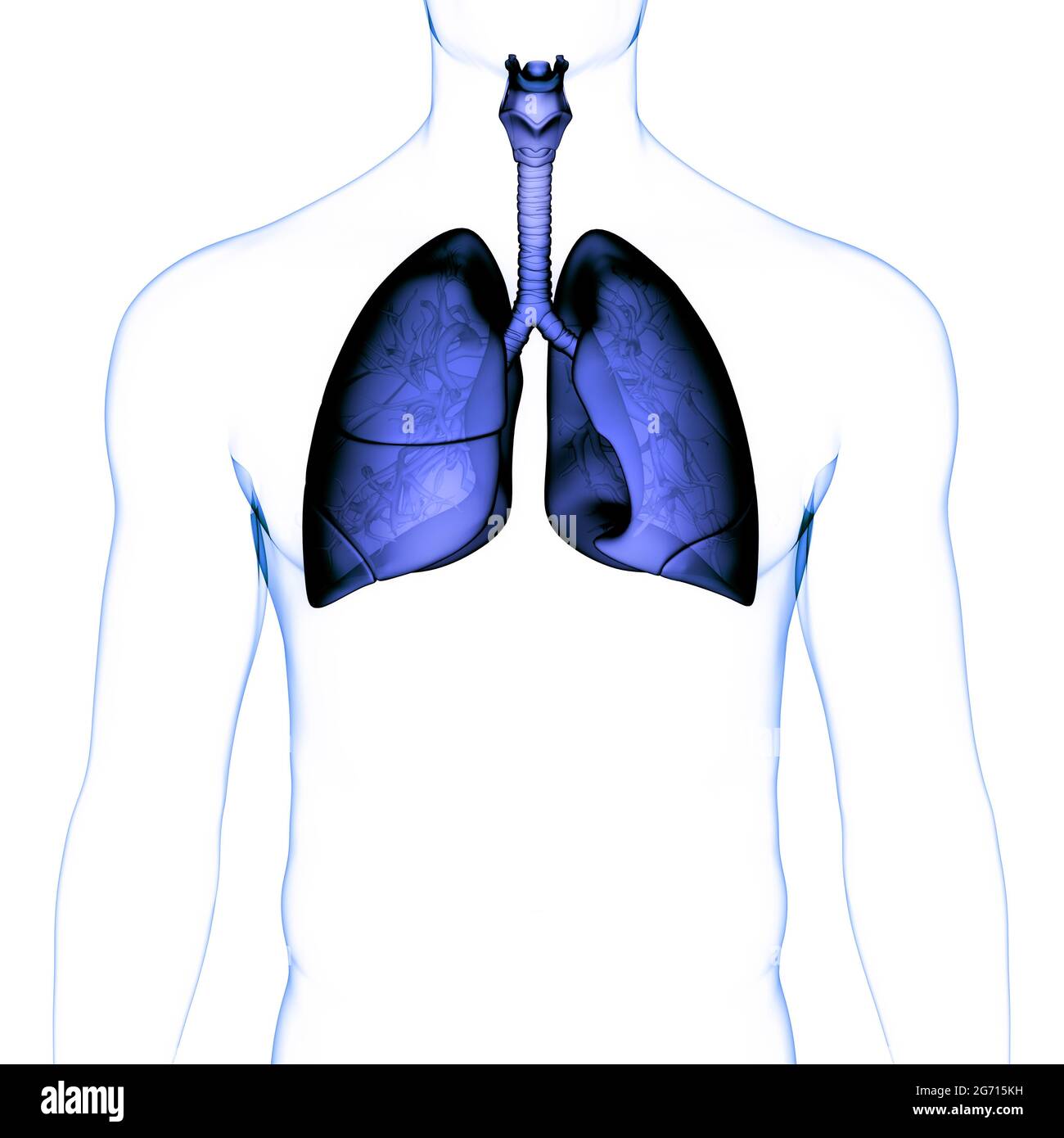 Human Respiratory System Lungs Anatomy Stock Photo - Alamy