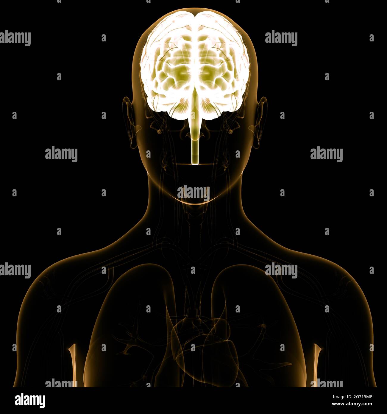 Central Organ of Human Nervous System Brain Anatomy Stock Photo - Alamy