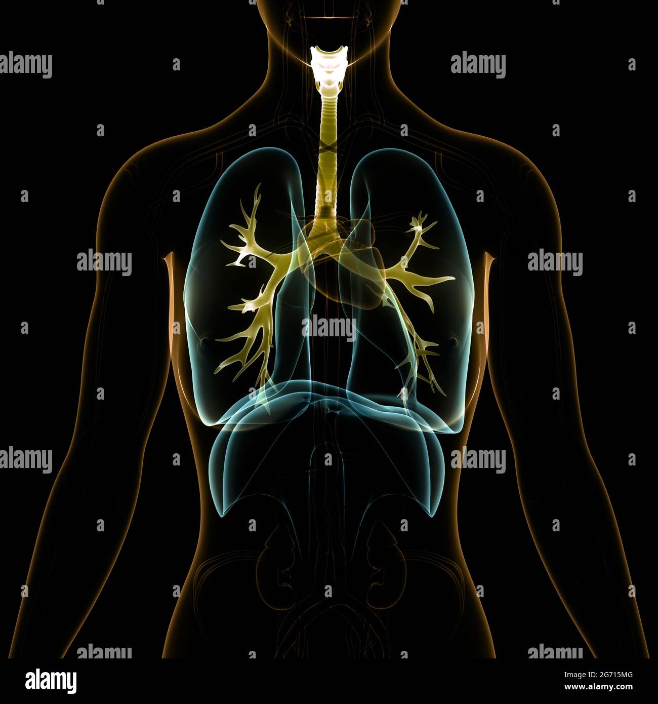 Human Respiratory System Lungs with Diaphragm Anatomy Stock Photo - Alamy