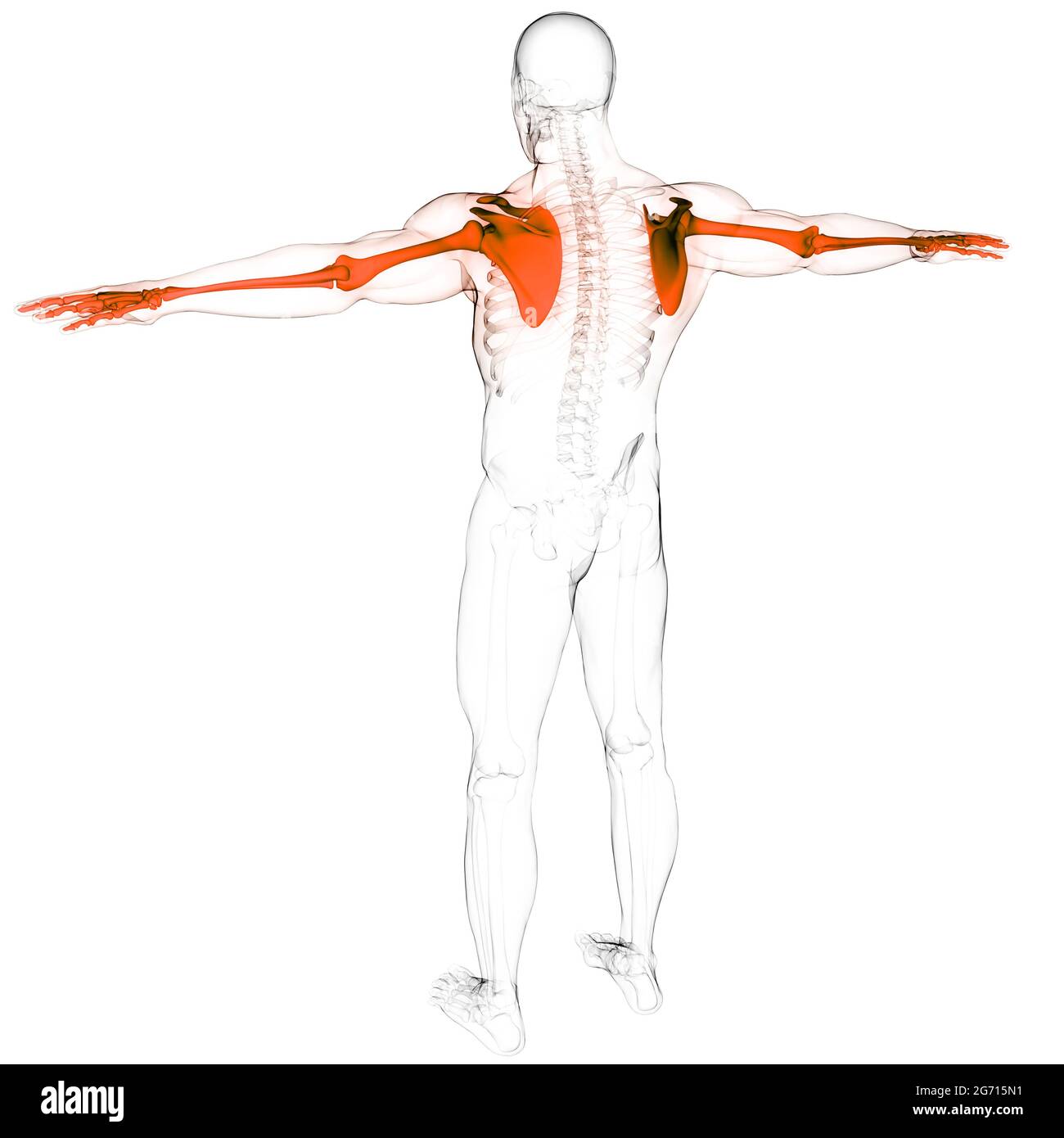 Human Skeleton System Upper Limbs Bone Joints Anatomy Stock Photo - Alamy