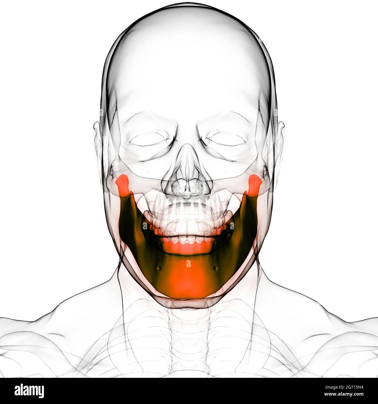 Human Skeleton System Skull Bone Parts Mandible Anatomy Stock Photo - Alamy