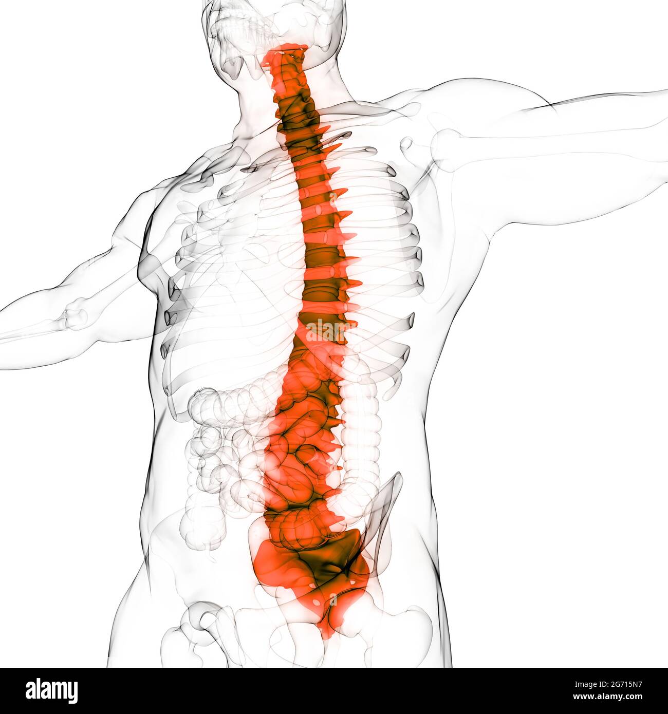 Spinal Cord Vertebral Column of Human Skeleton System Anatomy Stock ...