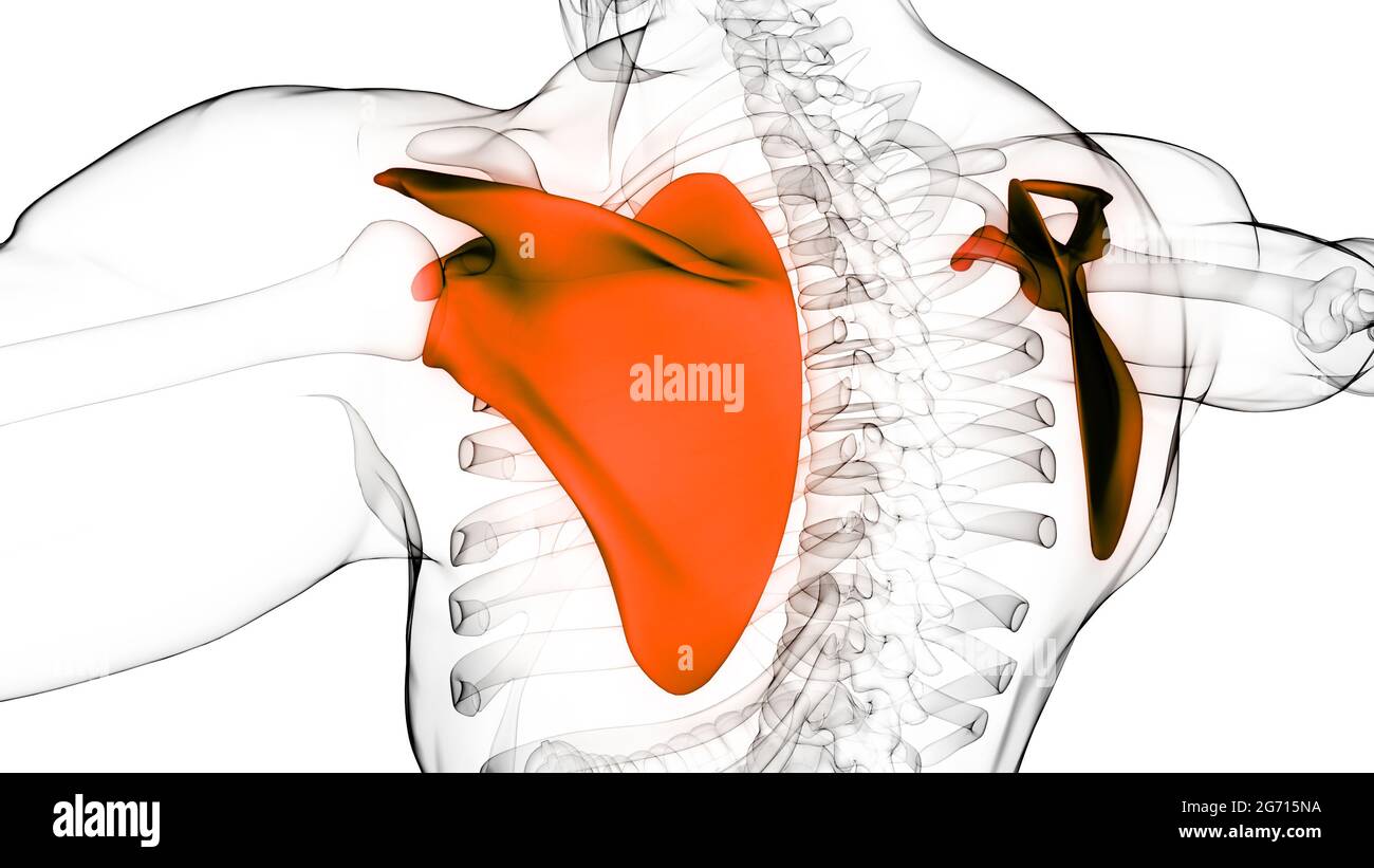 Scapula bone hi-res stock photography and images - Alamy