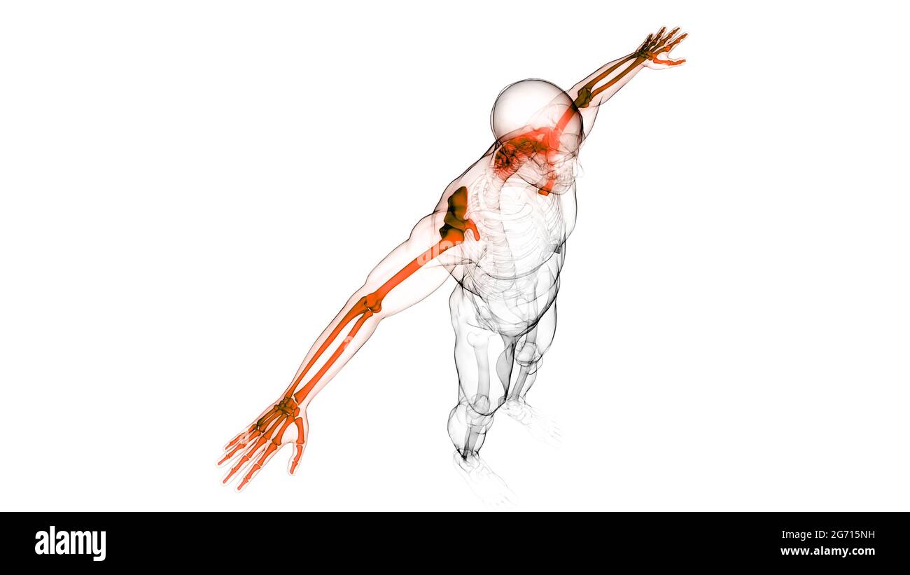 Human Skeleton System Upper Limbs Bone Joints Anatomy Stock Photo - Alamy