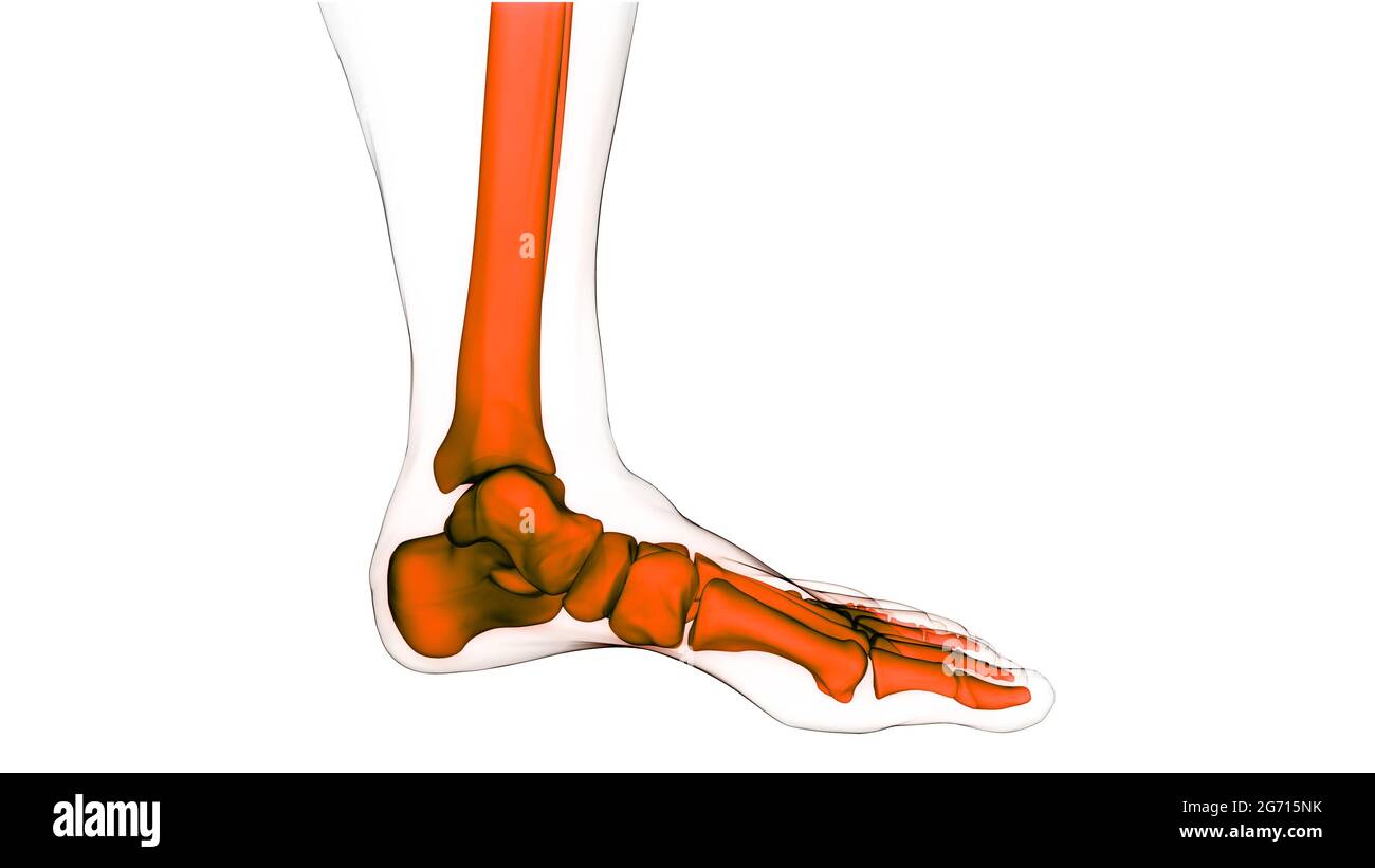 Human Skeleton System Leg Bone Joints Anatomy Stock Photo - Alamy