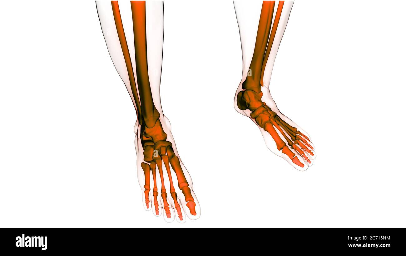 Human Skeleton System Leg Bone Joints Anatomy Stock Photo - Alamy