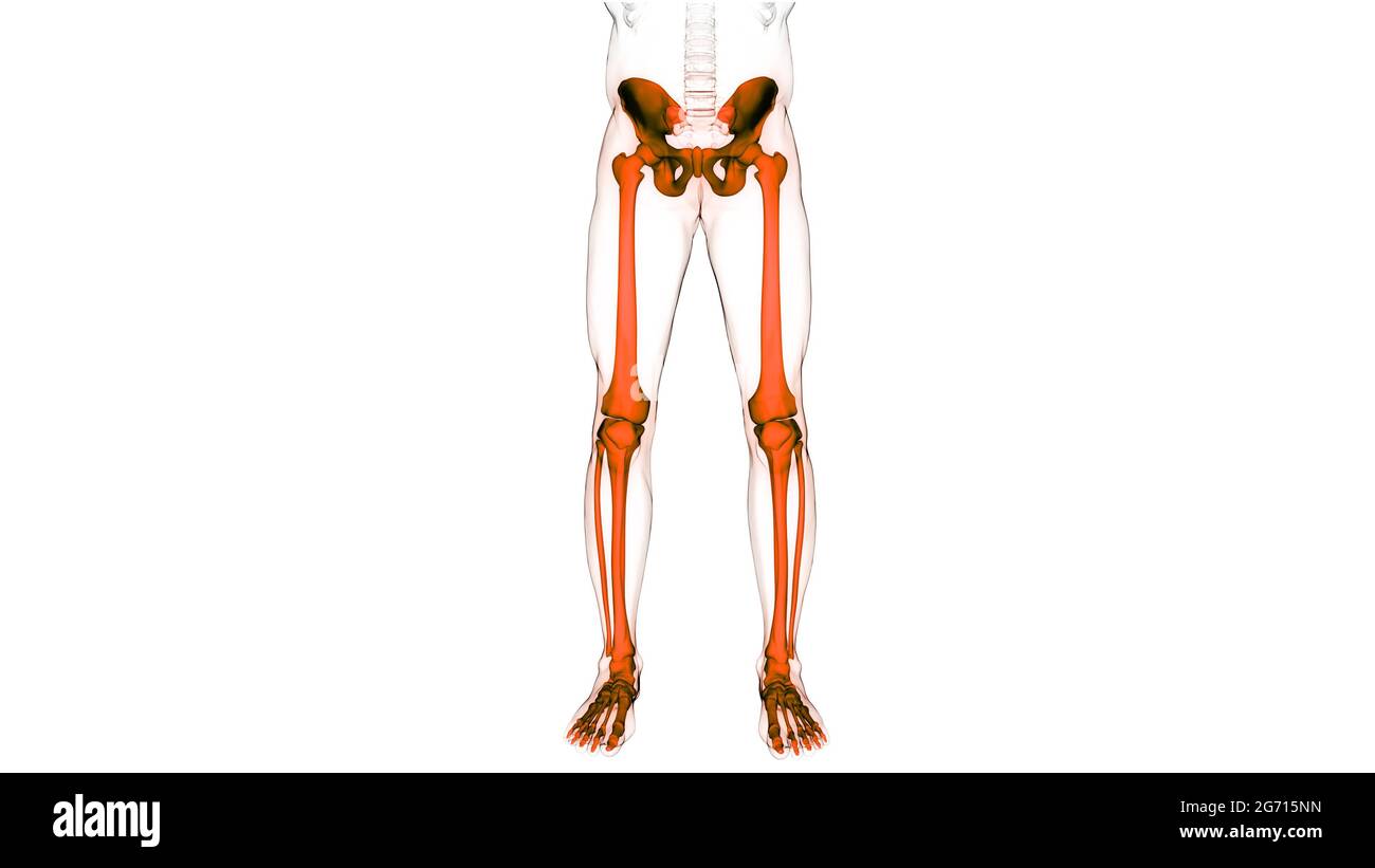 Human Skeleton System Lower Limbs Bone Joints Anatomy Stock Photo - Alamy