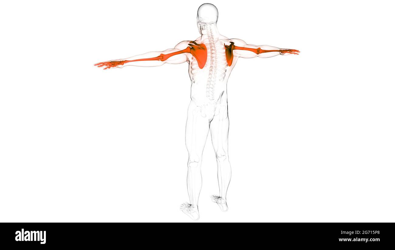 Human Skeleton System Upper Limbs Bone Joints Anatomy Stock Photo - Alamy