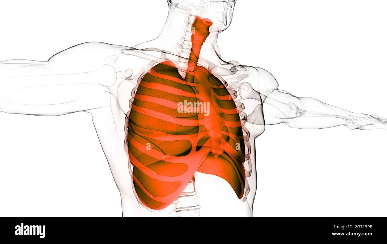 Human Respiratory System Lungs Anatomy Stock Photo - Alamy