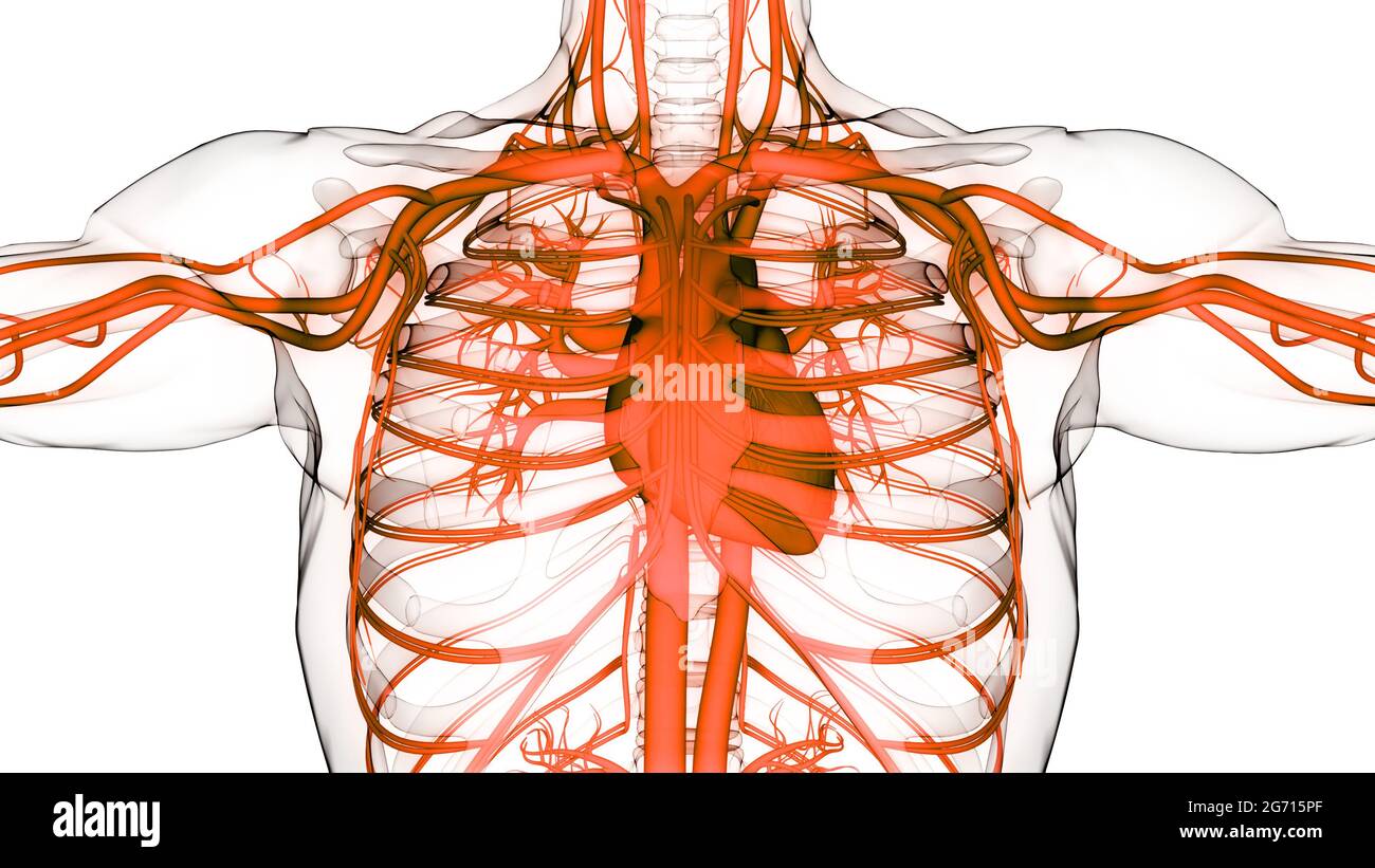 Human Circulatory System Heart Anatomy Stock Photo - Alamy