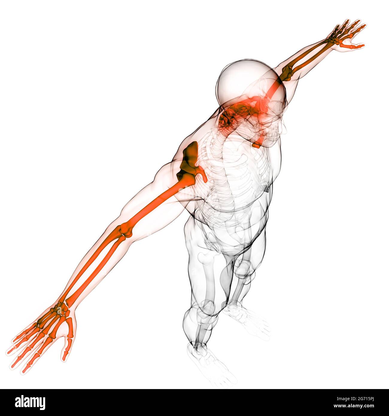 Human Skeleton System Upper Limbs Bone Joints Anatomy Stock Photo - Alamy