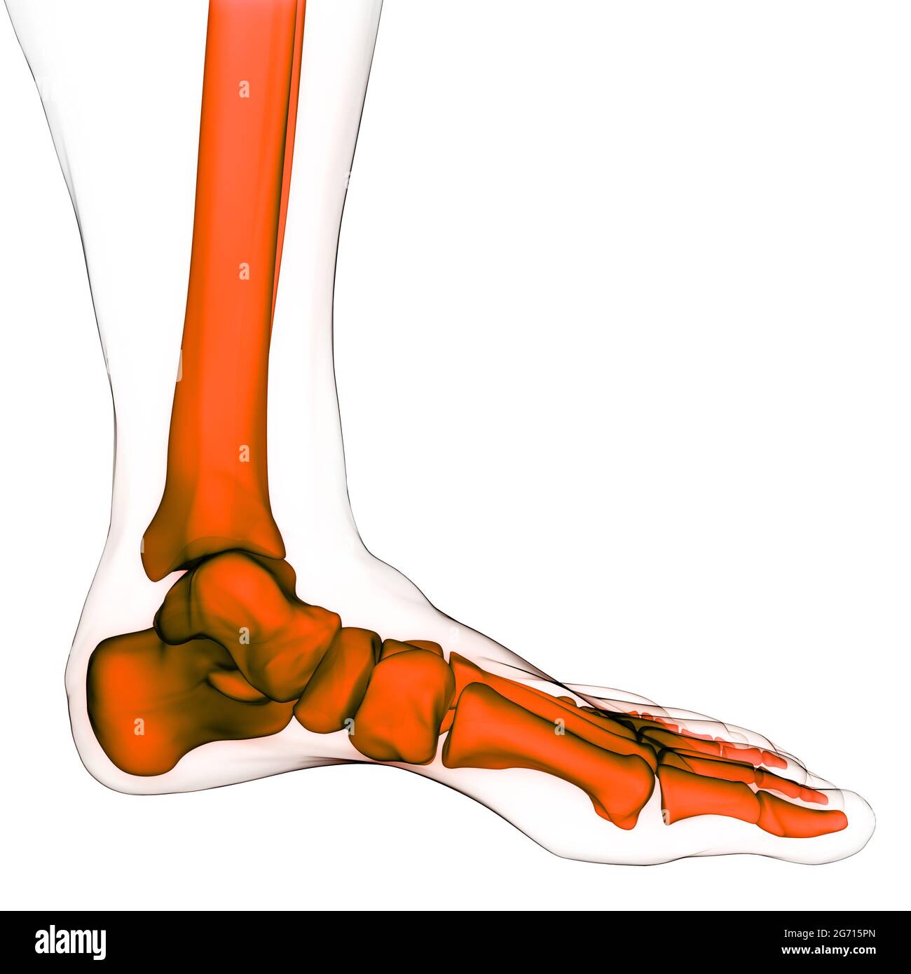 Human Skeleton System Leg Bone Joints Anatomy Stock Photo - Alamy