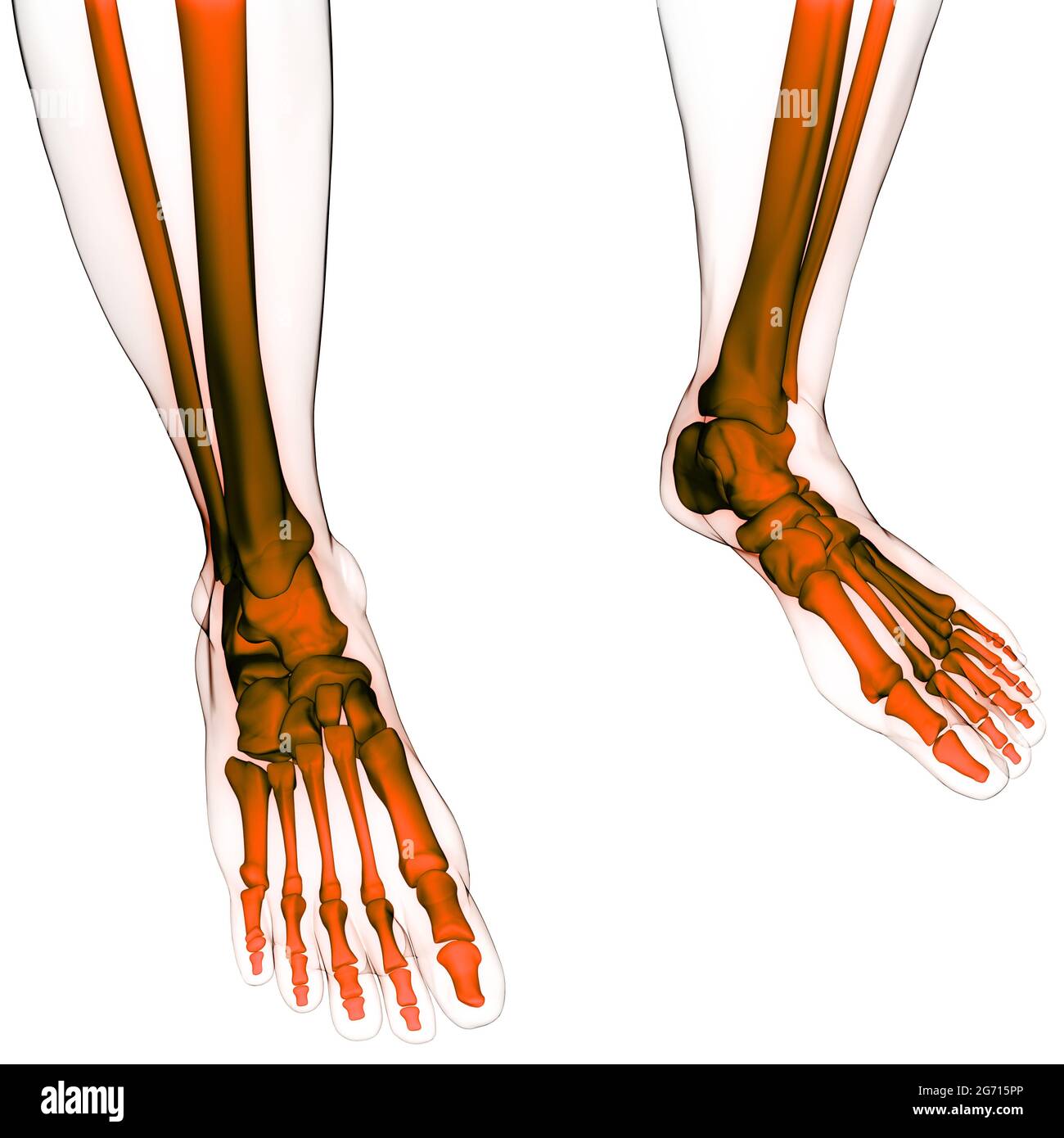 Human Skeleton System Leg Bone Joints Anatomy Stock Photo - Alamy