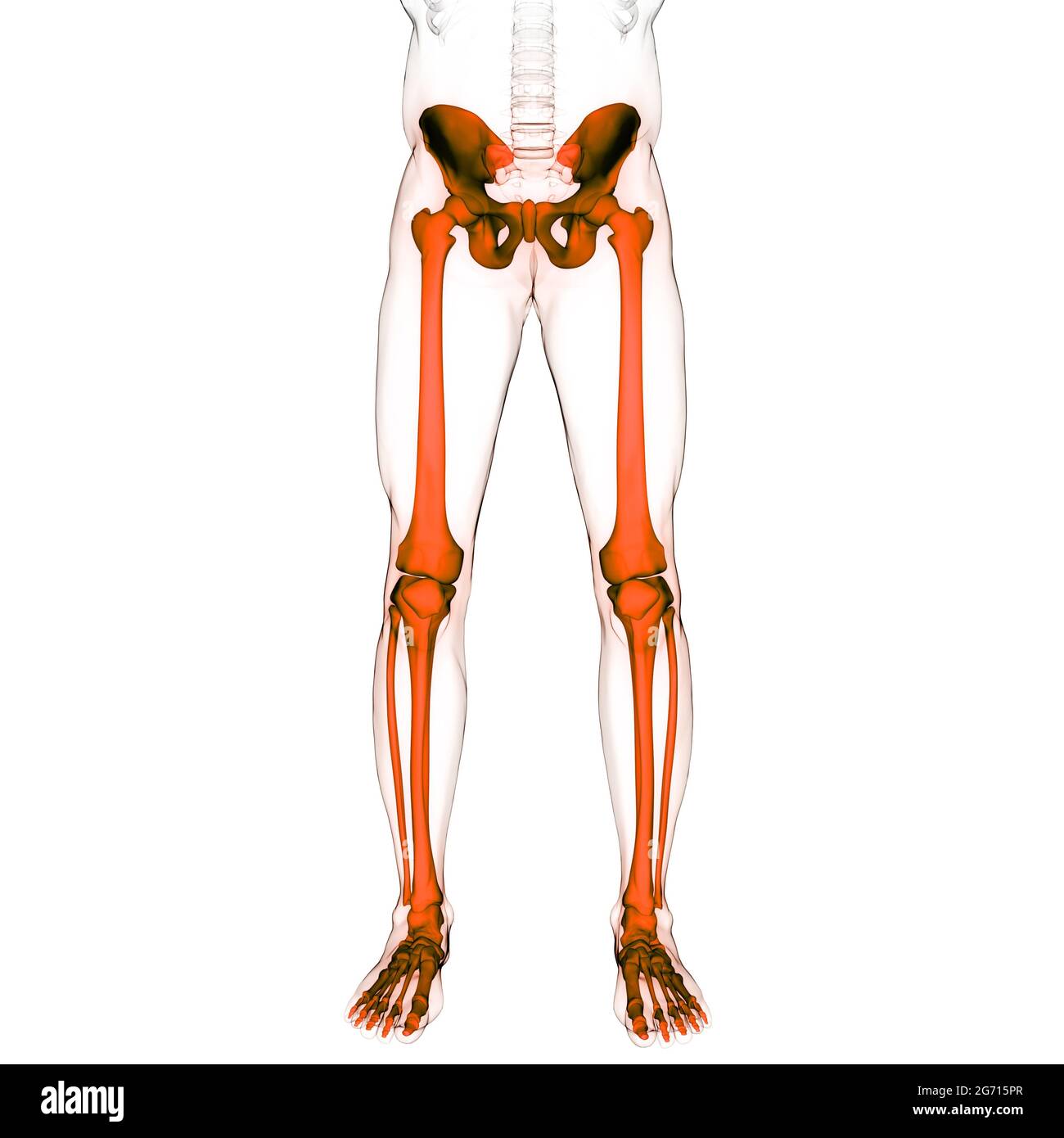 Human Skeleton System Lower Limbs Bone Joints Anatomy Stock Photo - Alamy