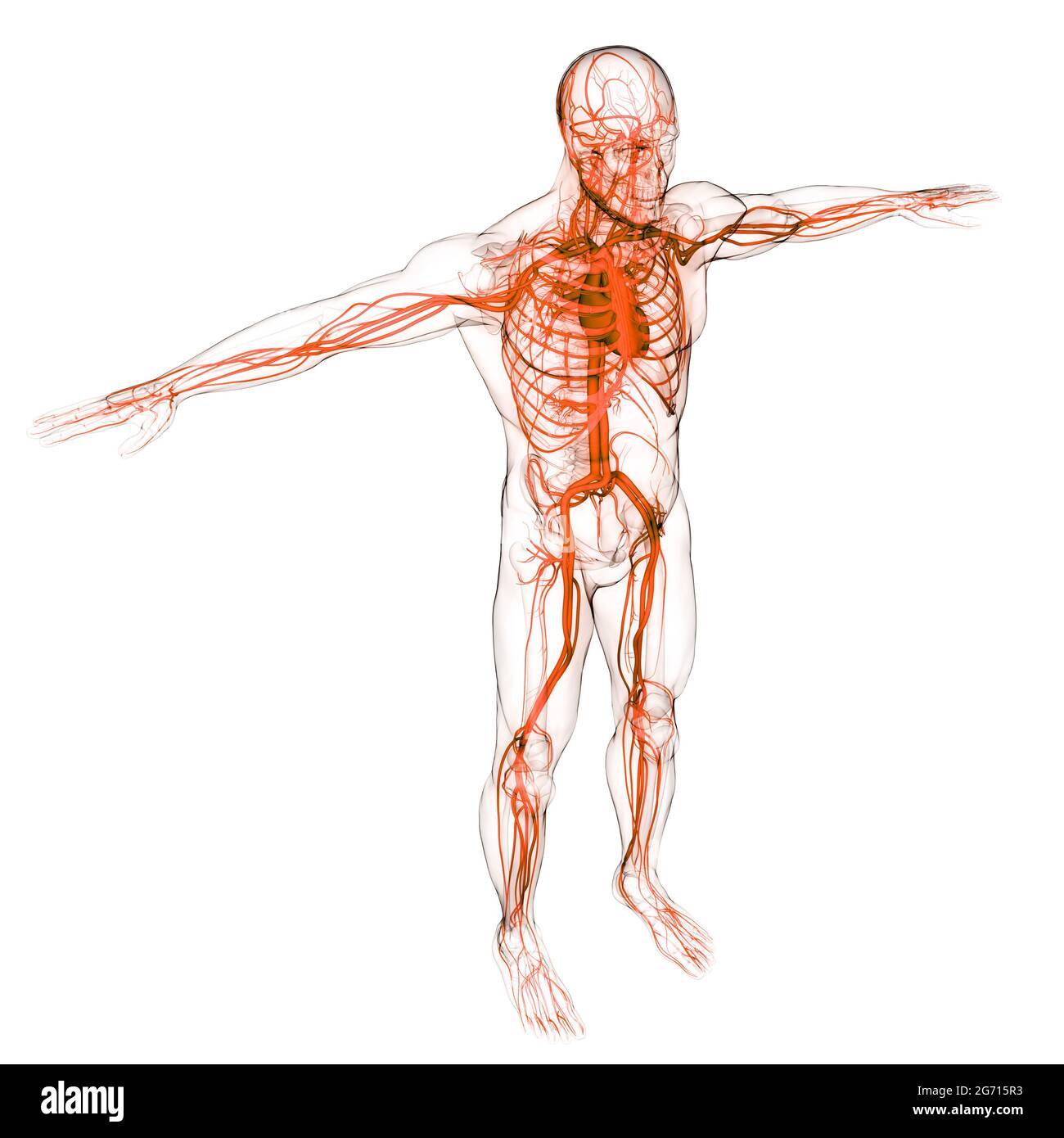 Circulatory system heart lungs Cut Out Stock Images & Pictures - Alamy