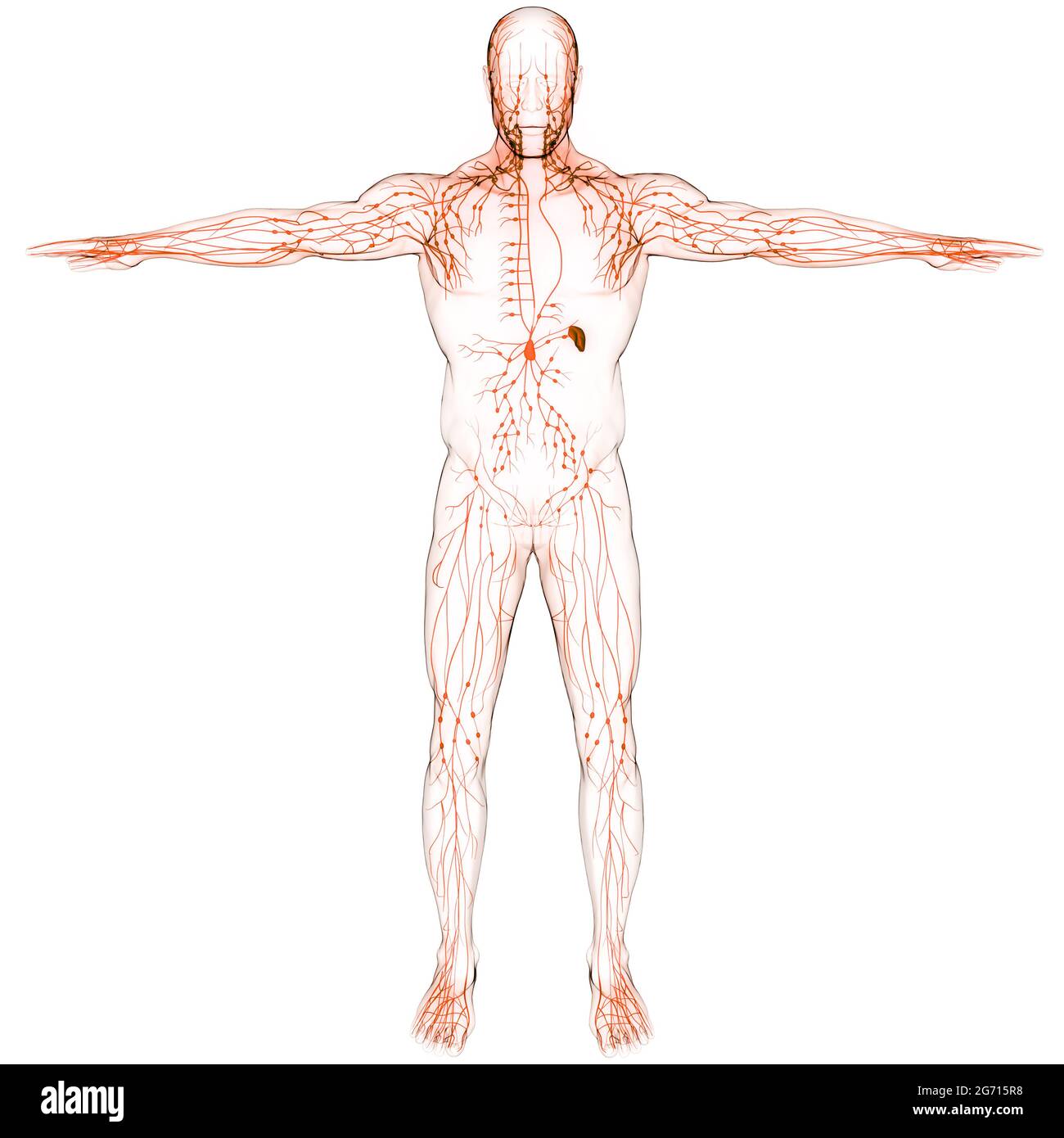 Human Internal system Lymph Nodes Anatomy Stock Photo - Alamy