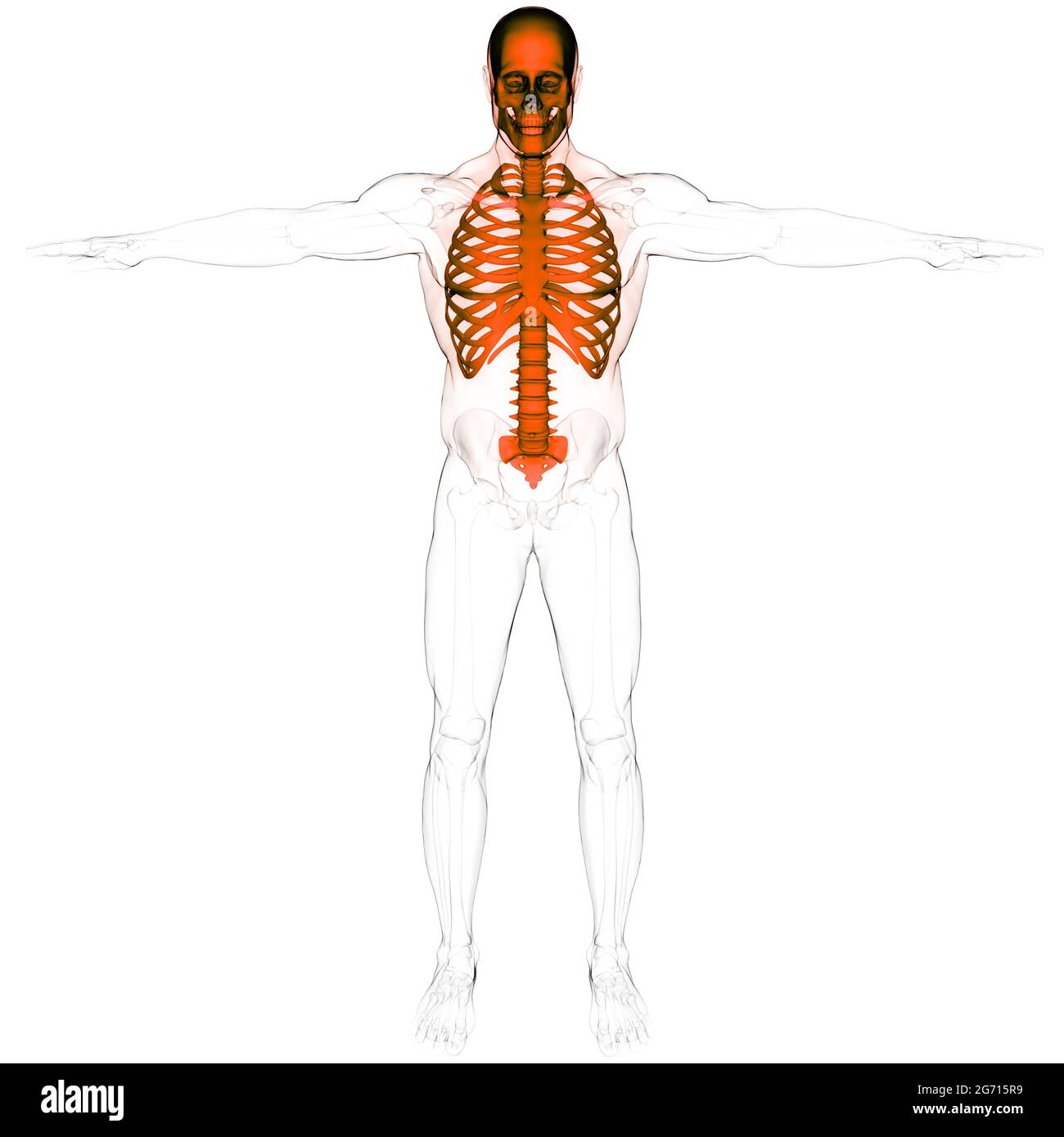 Human Skeleton System Axial Skeleton Anatomy Stock Photo - Alamy