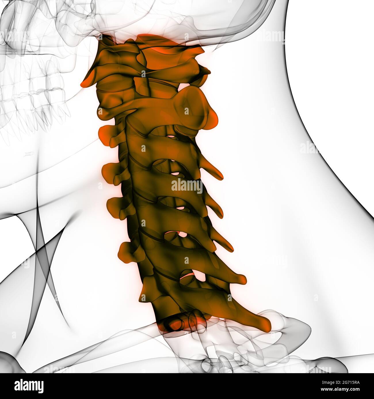 Spinal Cord Vertebral Column of Human Skeleton System Anatomy Stock ...