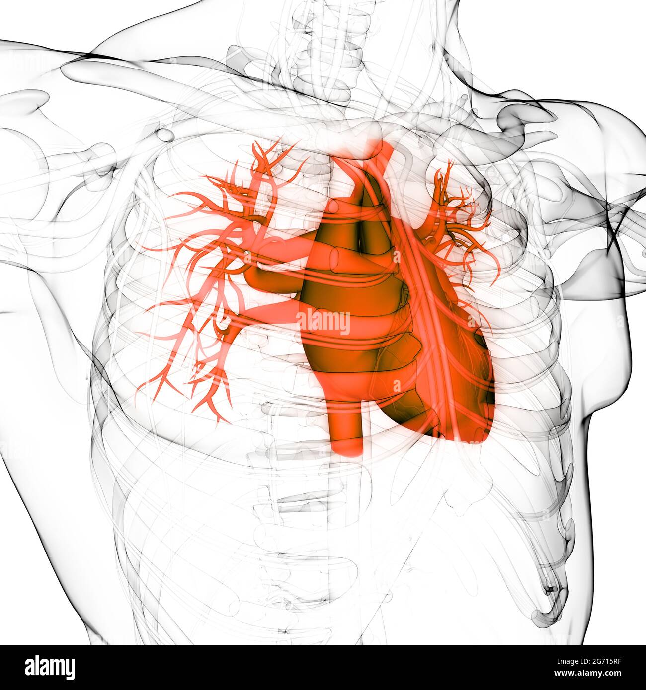 Human Circulatory System Heart Anatomy Stock Photo - Alamy