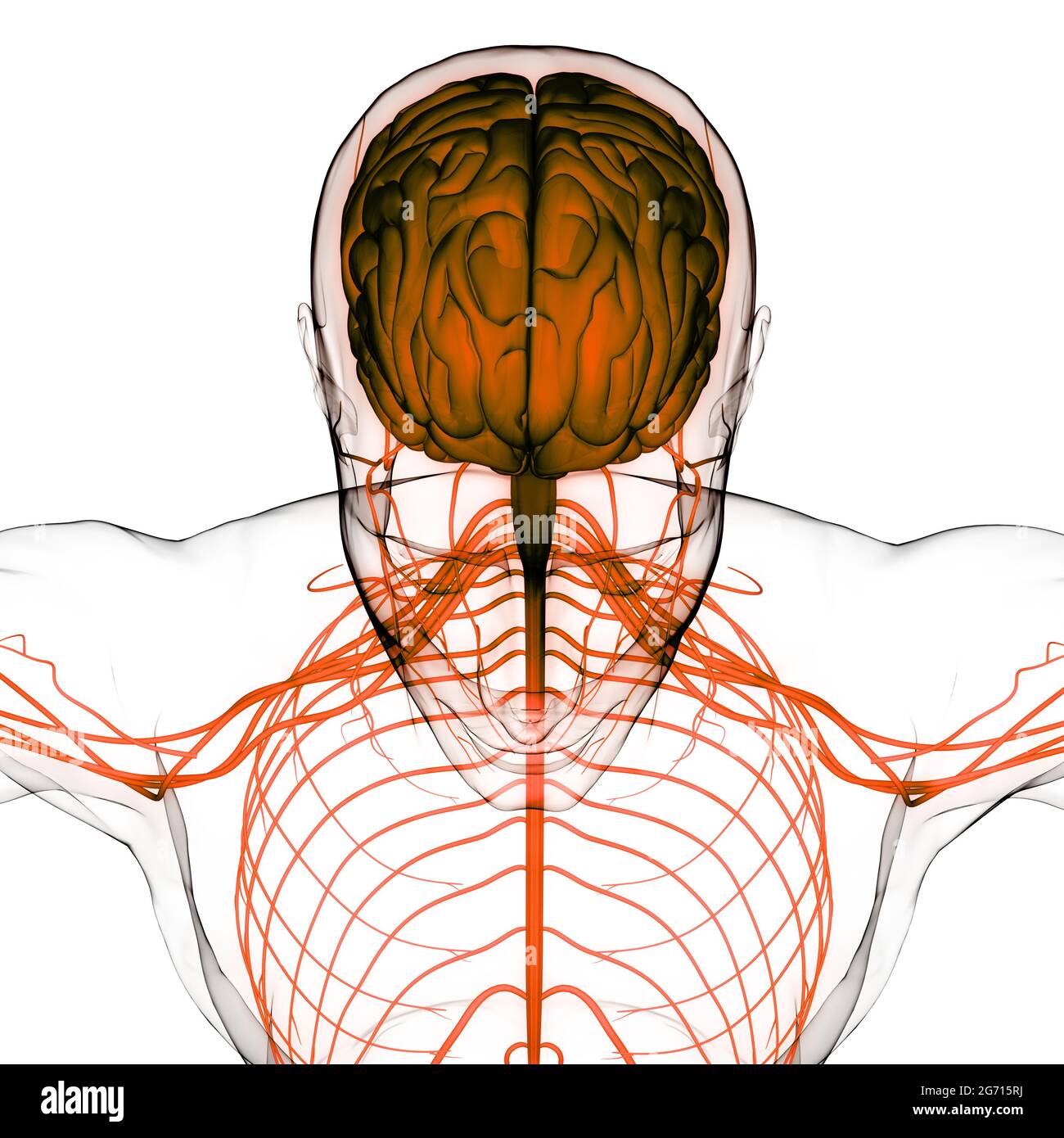 Central Organ of Human Nervous System Brain Anatomy Stock Photo - Alamy