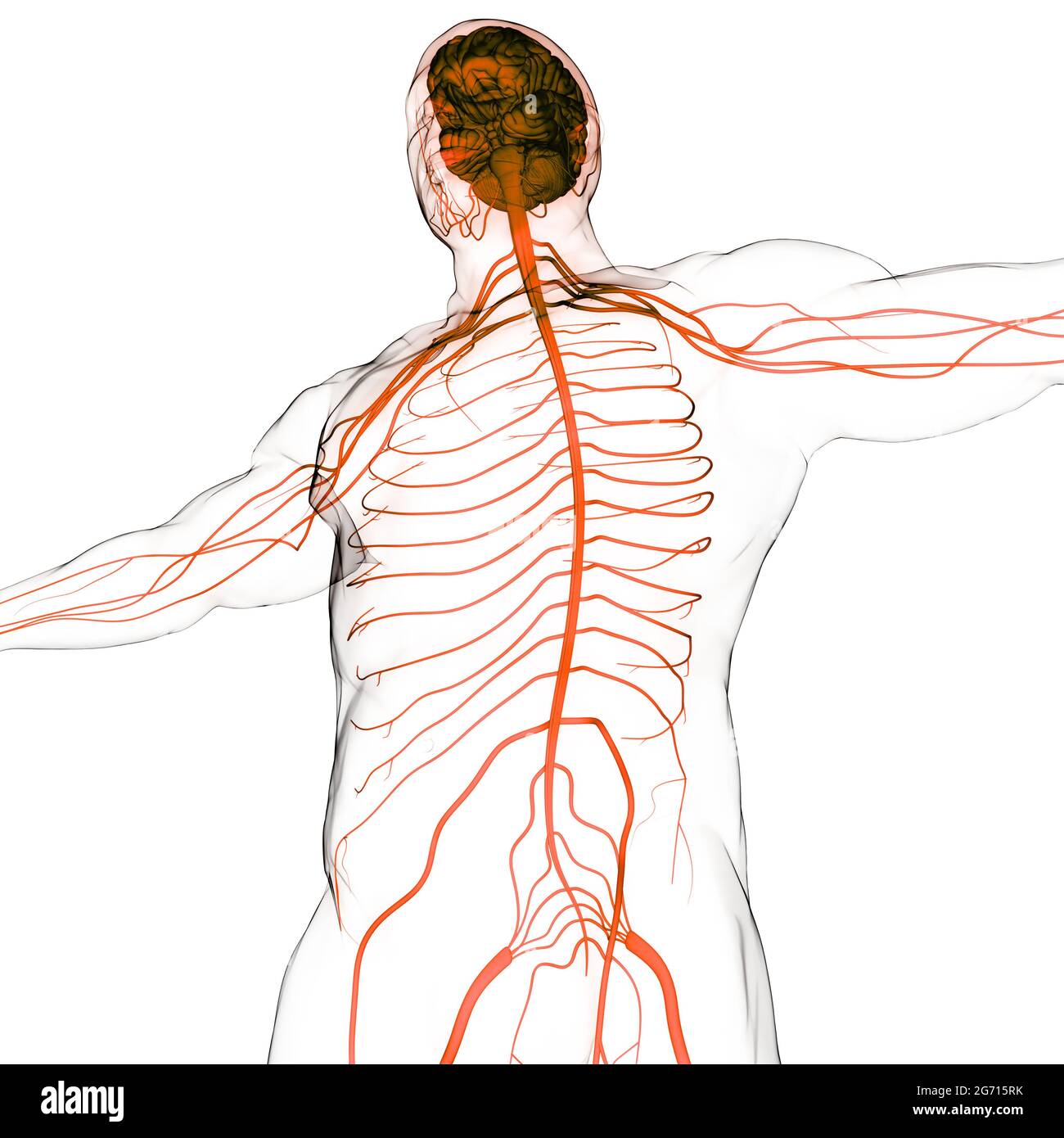 Central Organ of Human Nervous System Brain Anatomy Stock Photo - Alamy