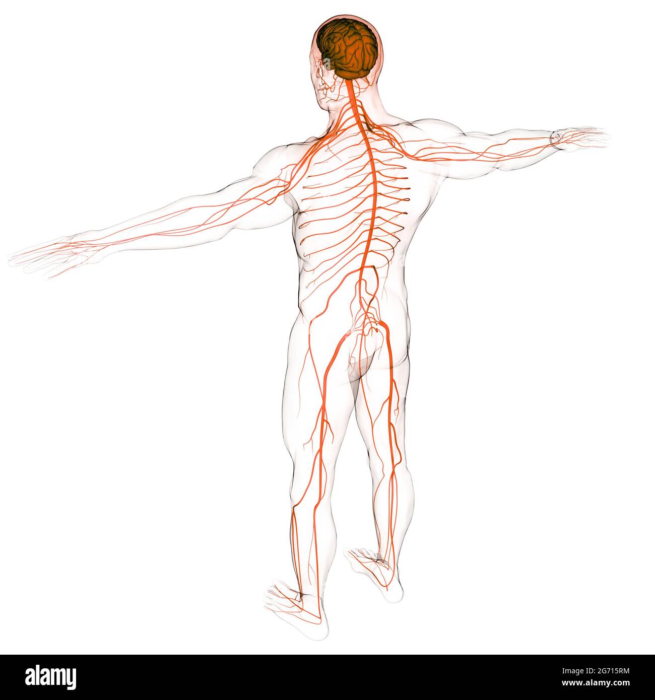 Central Organ of Human Nervous System Brain Anatomy Stock Photo - Alamy