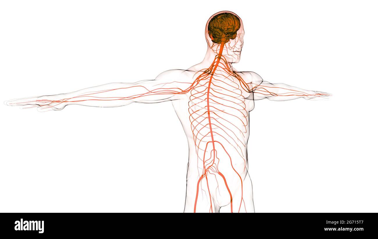 Central Organ of Human Nervous System Brain Anatomy Stock Photo - Alamy