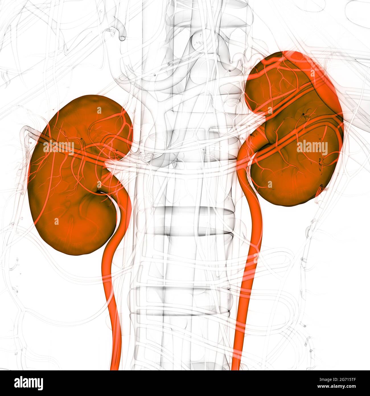 Human Urinary System Kidneys with Bladder Anatomy Stock Photo - Alamy