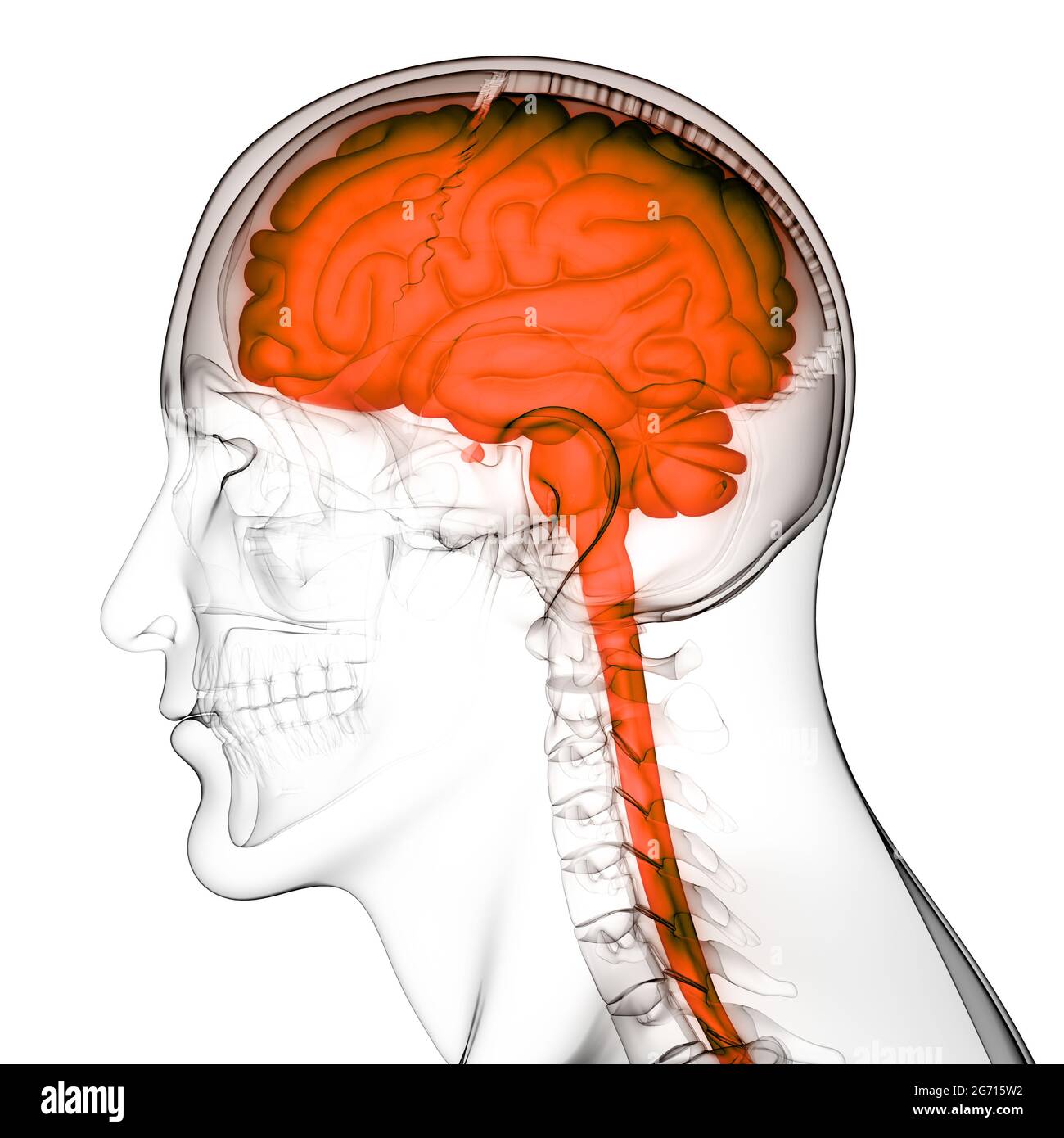 Central Organ of Human Nervous System Brain Anatomy Stock Photo - Alamy