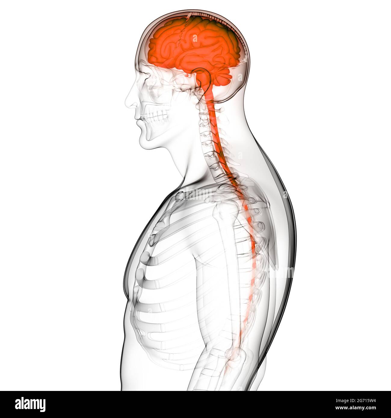 Central Organ of Human Nervous System Brain Anatomy Stock Photo - Alamy